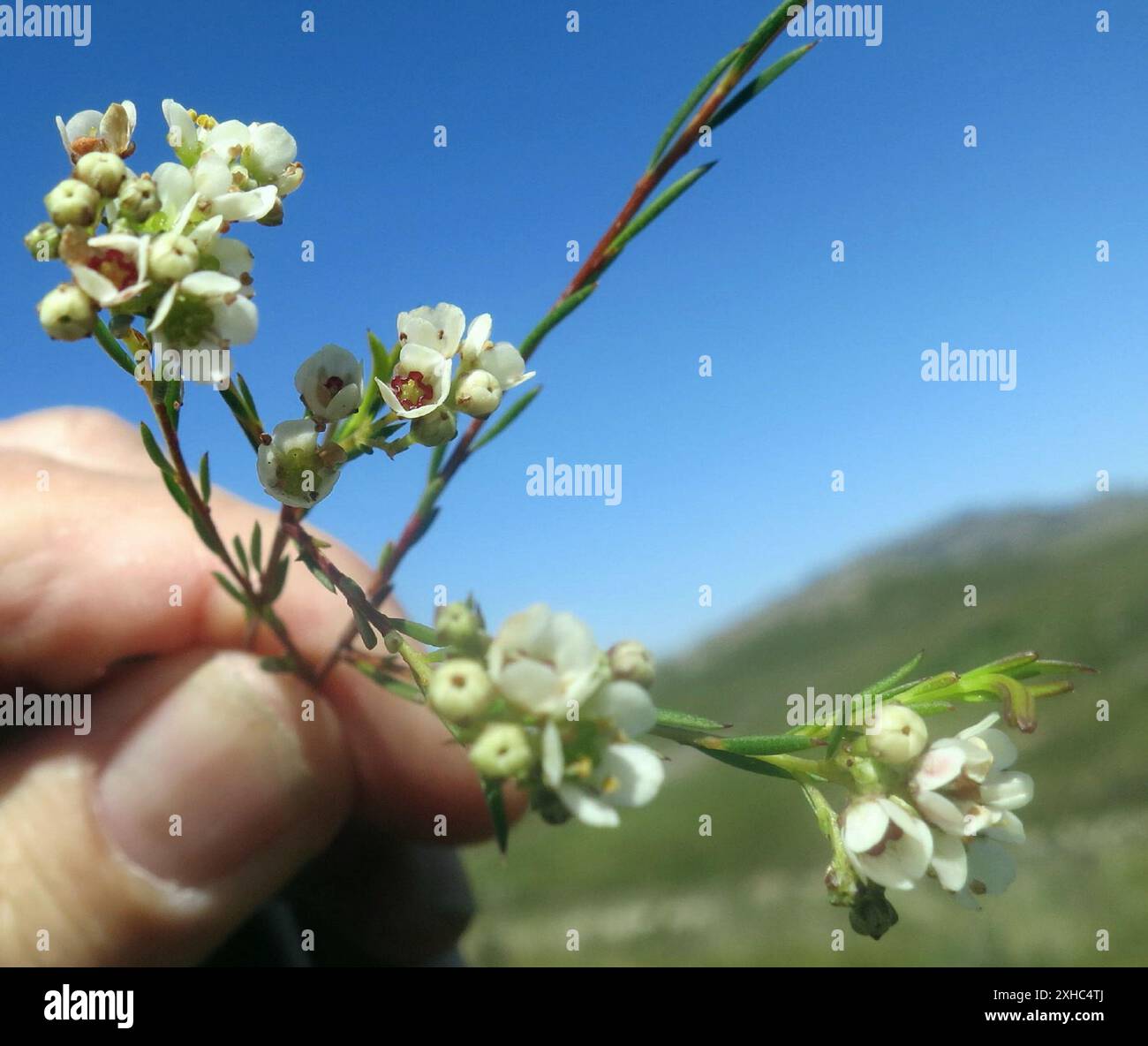 Klein drakenstein hi-res stock photography and images - Alamy