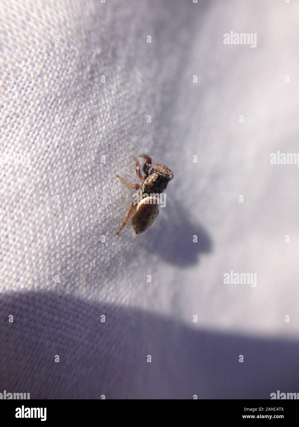 (Sassacus vitis) Heron's Head Park, San Francisco, California, US Stock ...
