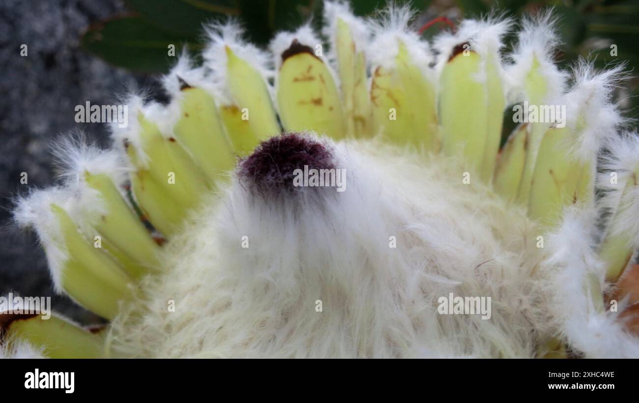 Queen protea protea magnifica hi-res stock photography and images - Alamy
