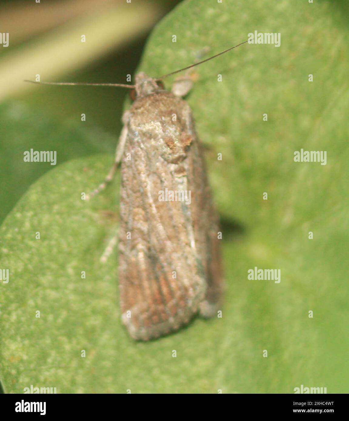 Armyworm Moths (Spodoptera) 30.2382416667, -97.8091283333 Stock Photo ...