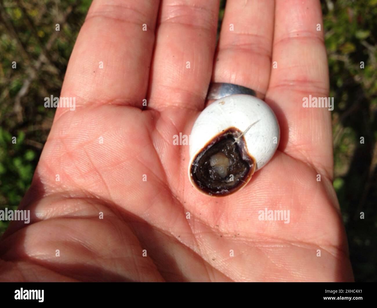 Otala lactea hi-res stock photography and images - Alamy