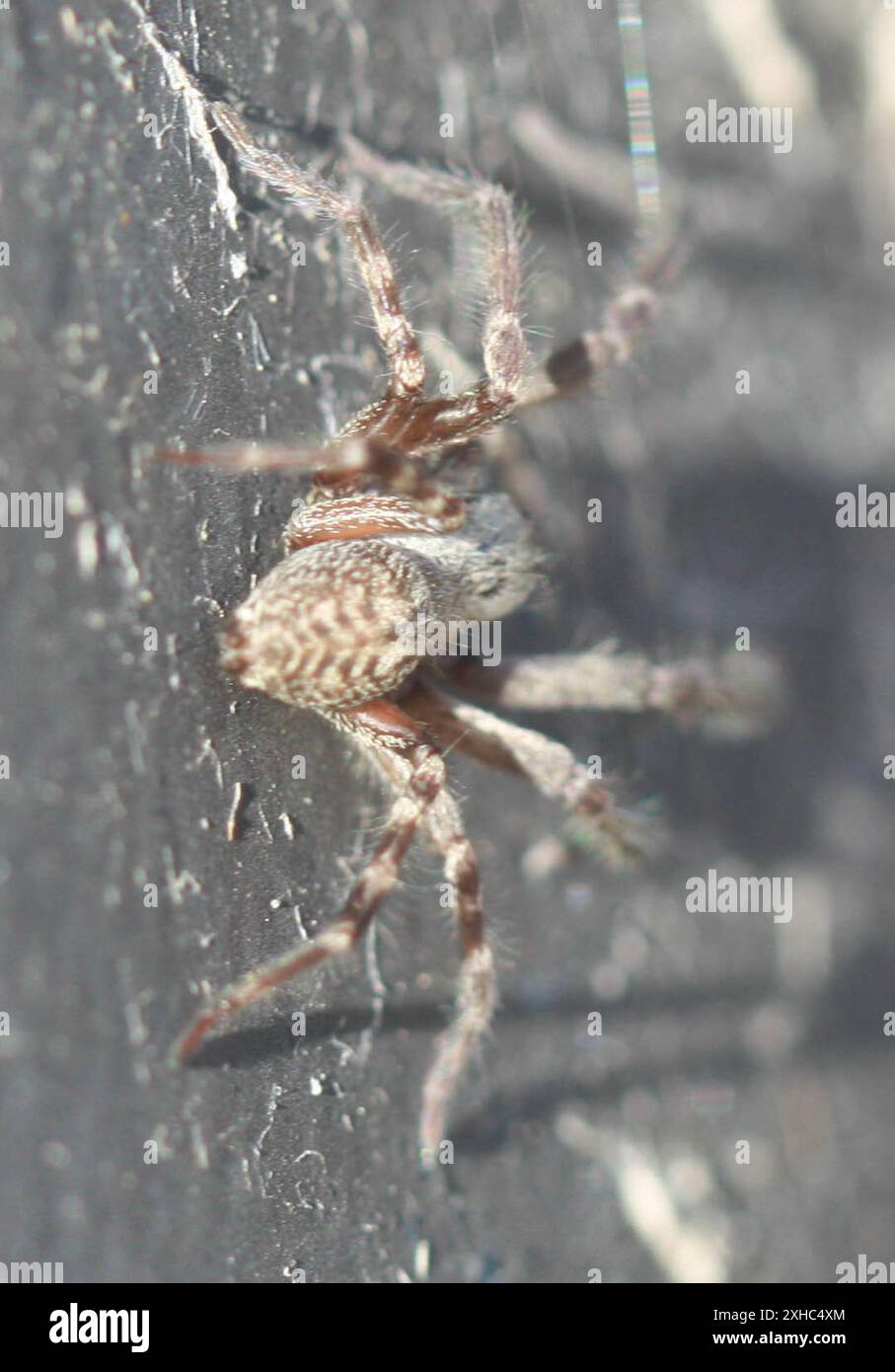 Grey House Spider (Badumna longinqua) Heron's Head Stock Photo - Alamy