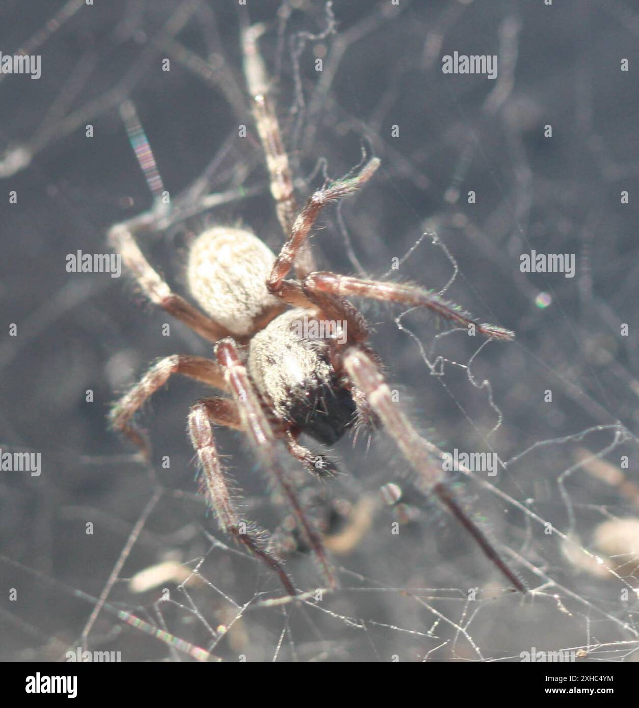Grey House Spider (Badumna longinqua) Heron's Head Stock Photo - Alamy