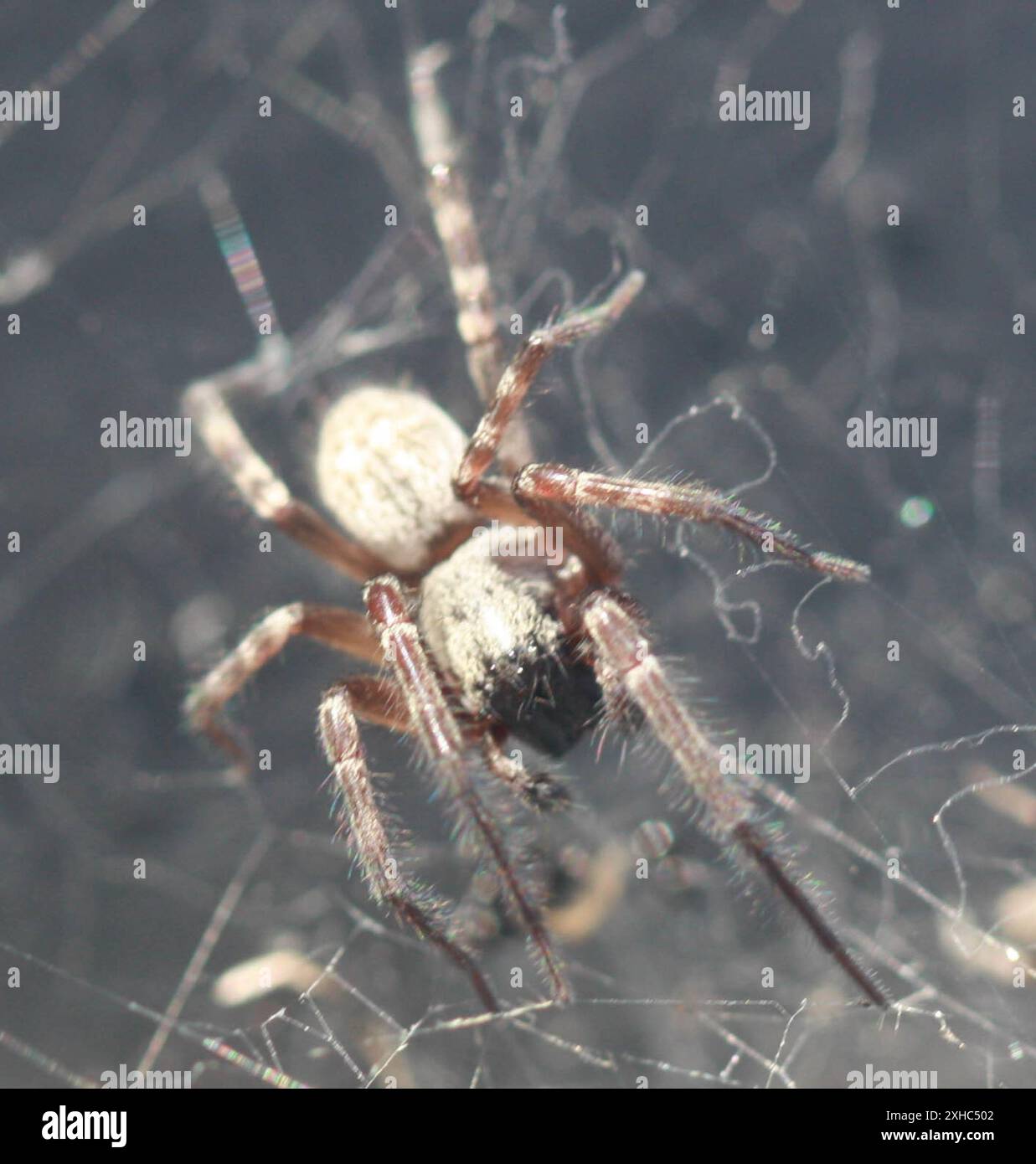Grey House Spider (Badumna longinqua) Heron's Head Stock Photo - Alamy