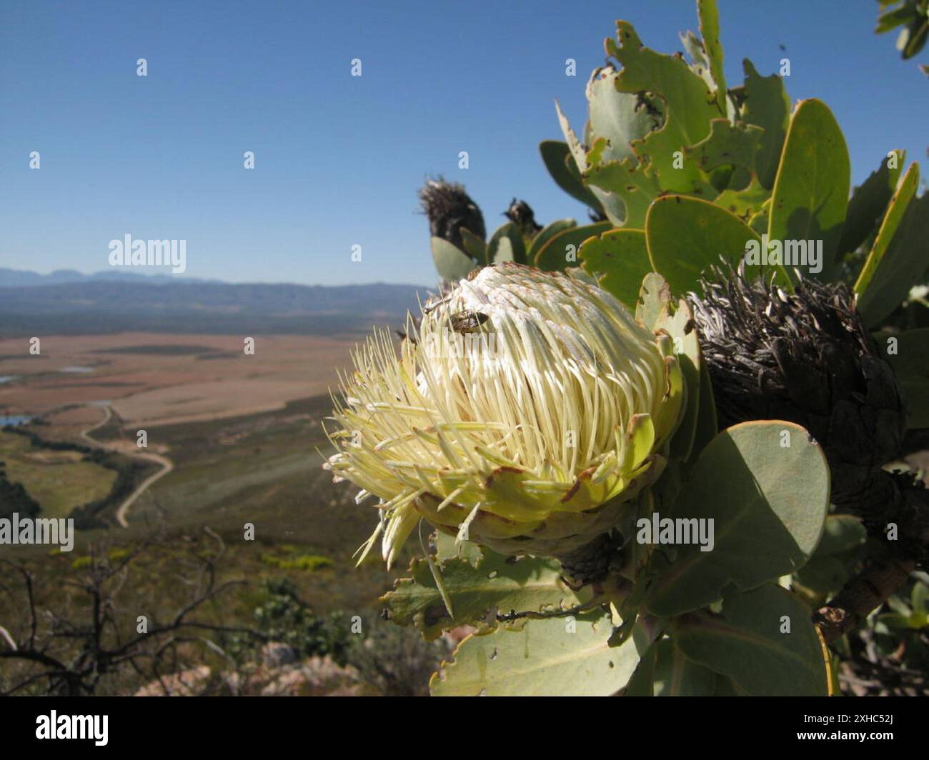 Wagon Tree (Protea nitida) Perdepoort in the northern foothills of the ...