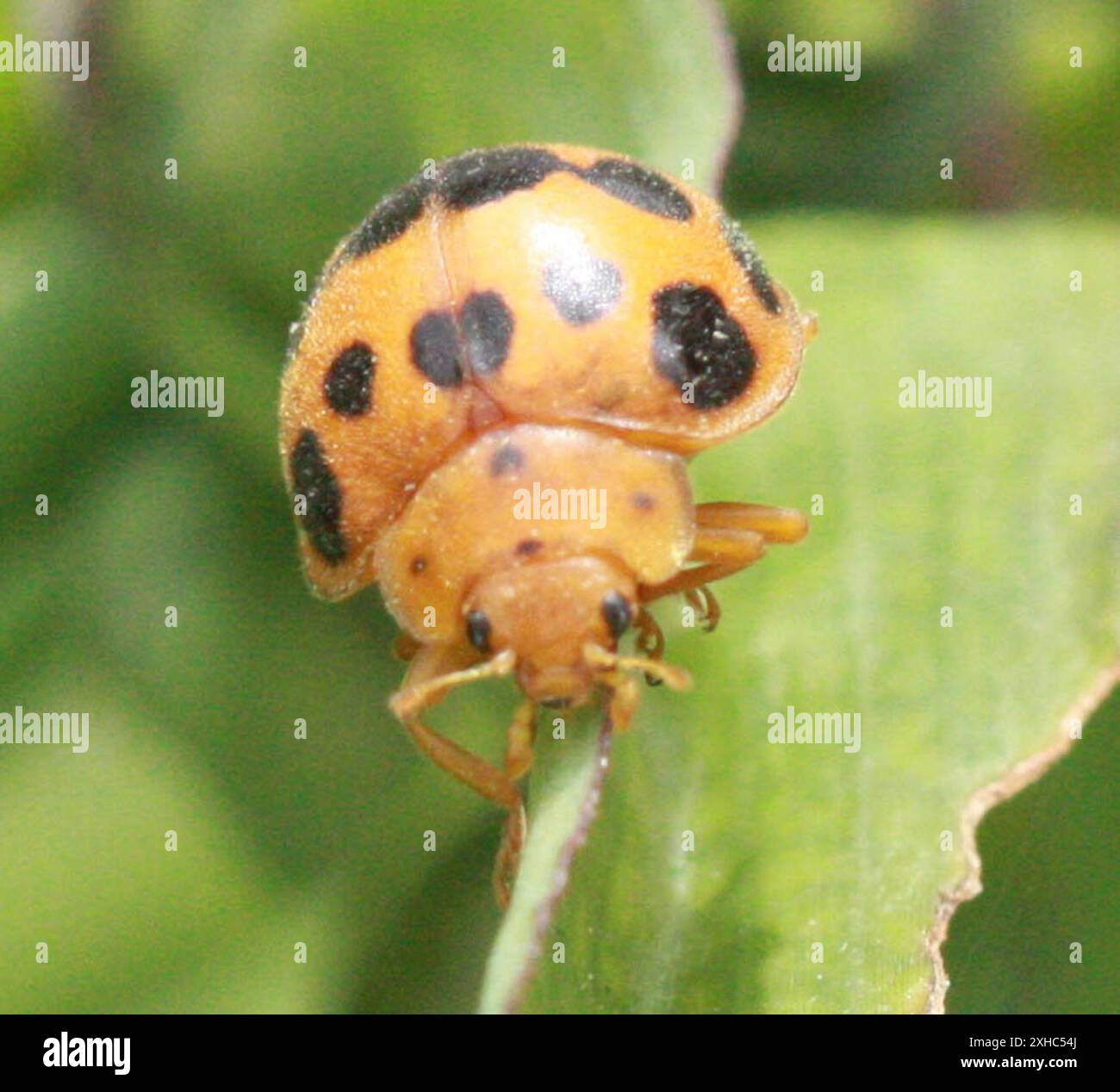 Squash Lady Beetle (Epilachna borealis) New Orleans, Louisiana, United ...