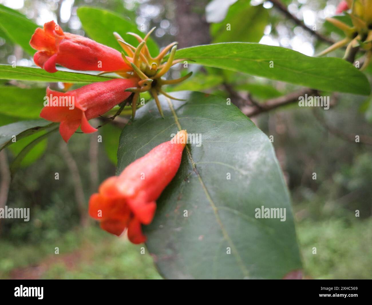 Wild Pomegranate (Burchellia bubalina) Strawberry Hill Fern Trail: On ...
