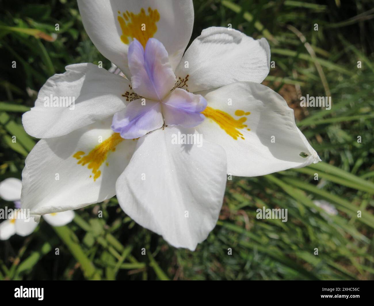 Large Fortnight Lily (Dietes grandiflora) Strawberry Hill Garden Stock ...