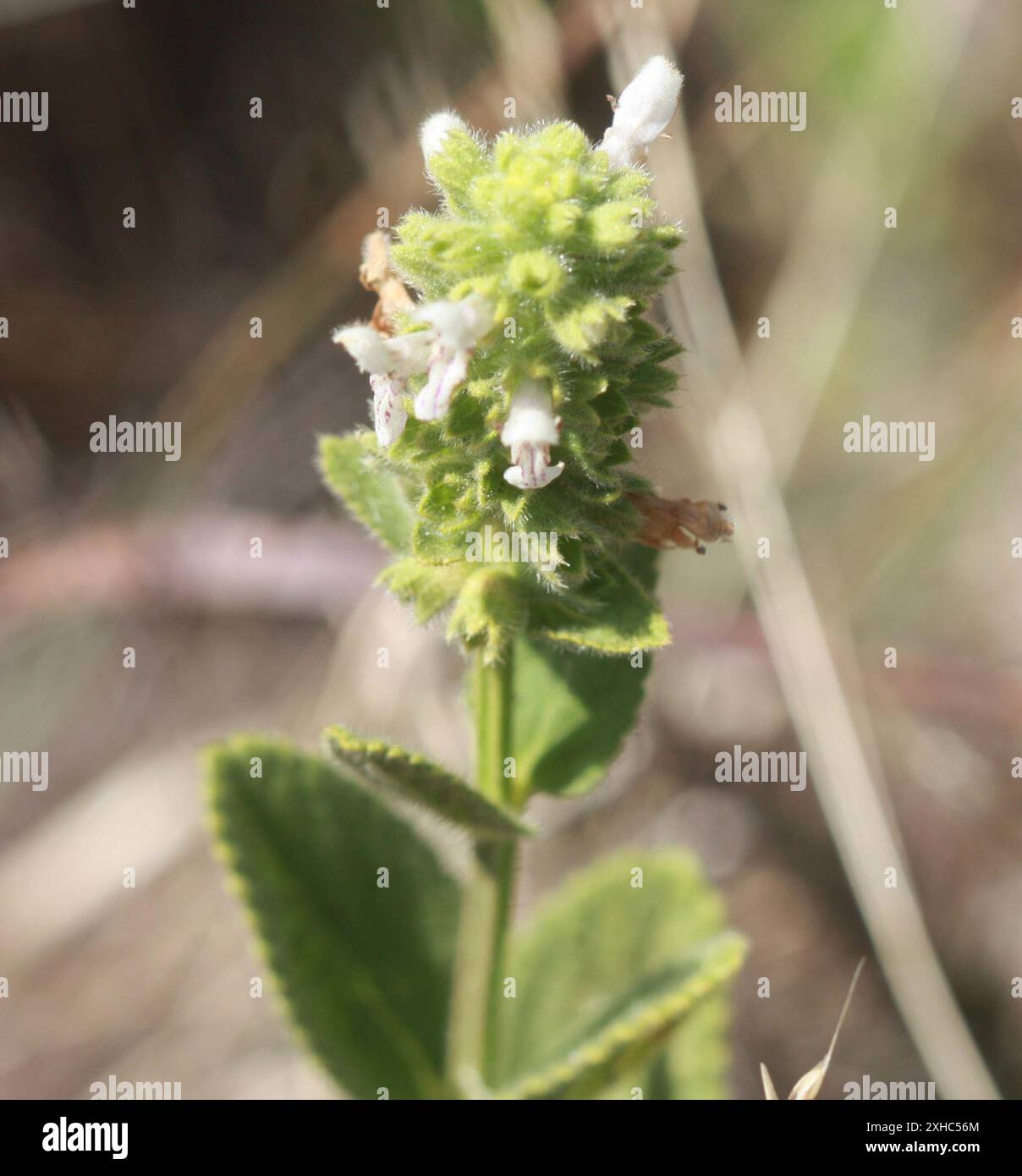 short-spiked hedge nettle (Stachys pycnantha) Tiburon Stock Photo - Alamy