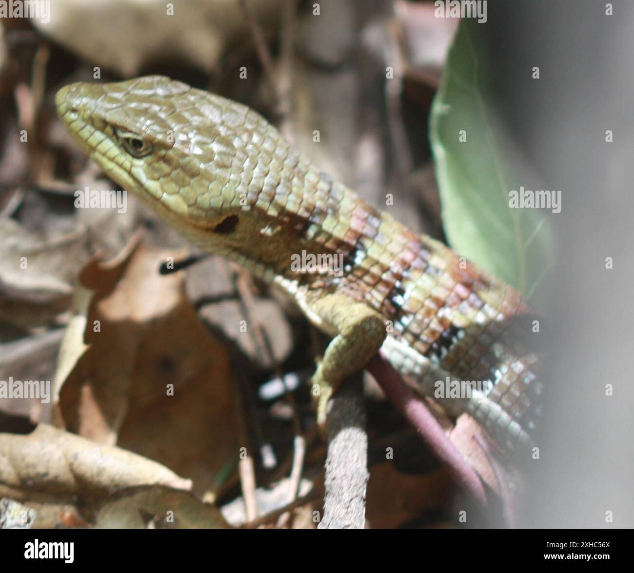 Southern Alligator Lizard (Elgaria multicarinata) Calistoga, California ...