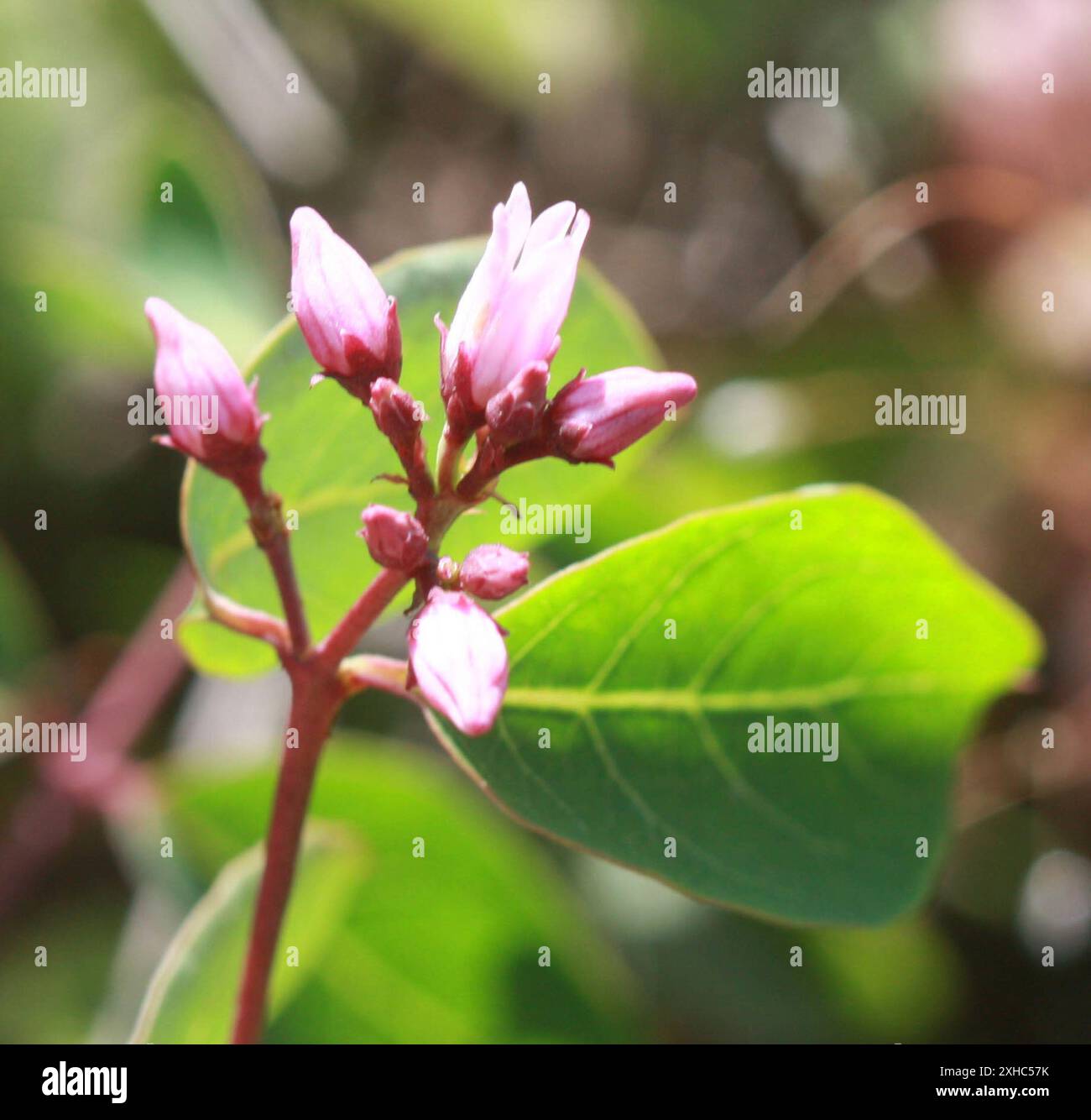 spreading dogbane (Apocynum androsaemifolium) Daly City, California ...