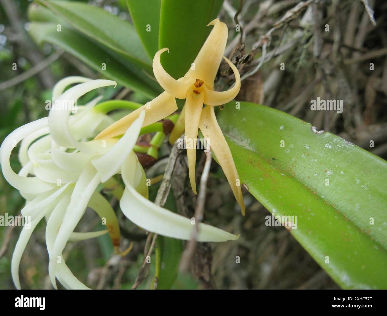 (Cyrtorchis arcuata arcuata) Strawberry Hill Fern Trail: On the drier ...