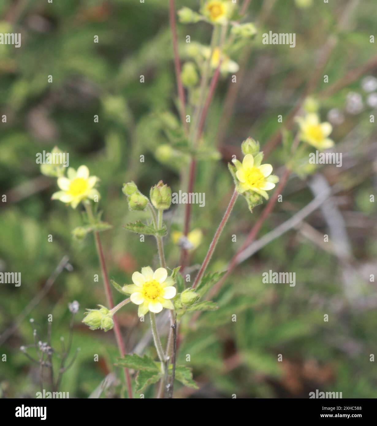 sticky cinquefoil (Drymocallis glandulosa) California, United States ...