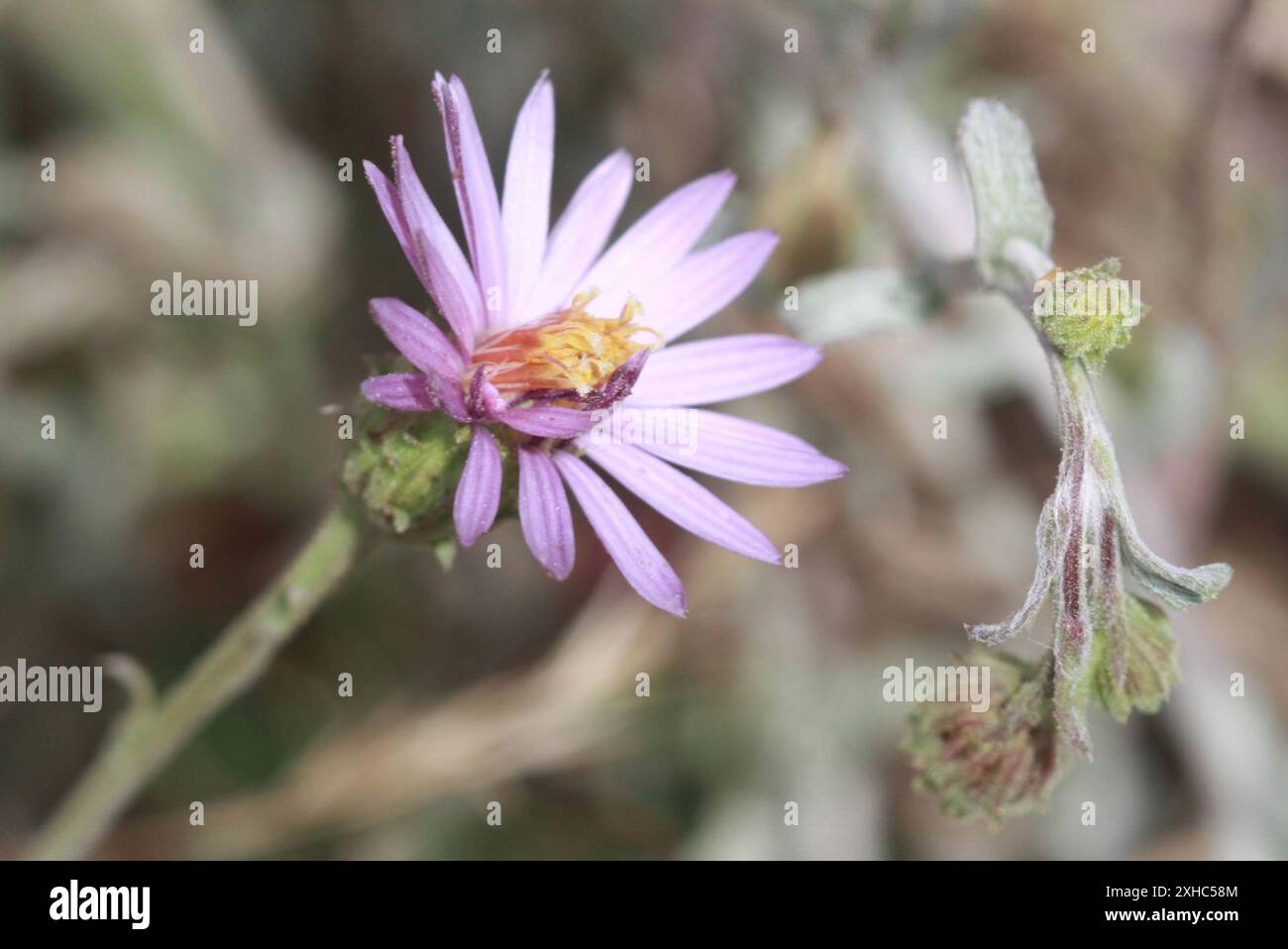 (Corethrogyne filaginifolia filaginifolia) Point Reyes Stock Photo - Alamy