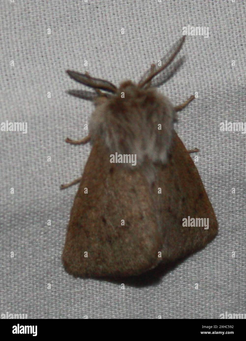 Wandering Tiger Moth (Spilosoma vagans) sagehen creek fieldstation ...