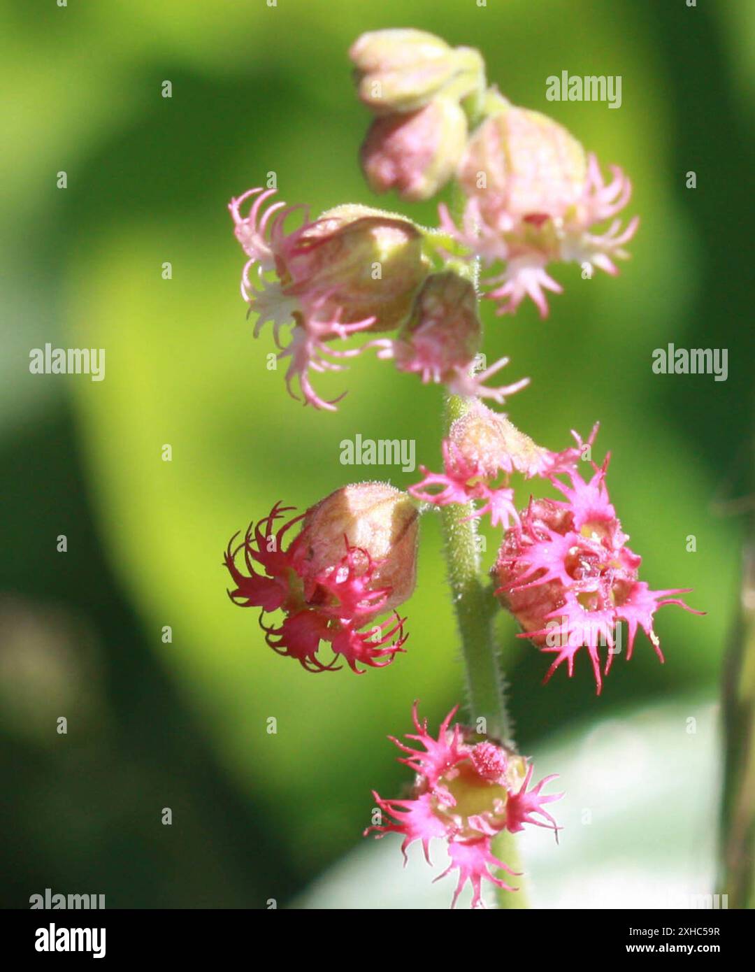 fringe cups (Tellima grandiflora) Daly City, California, United States ...