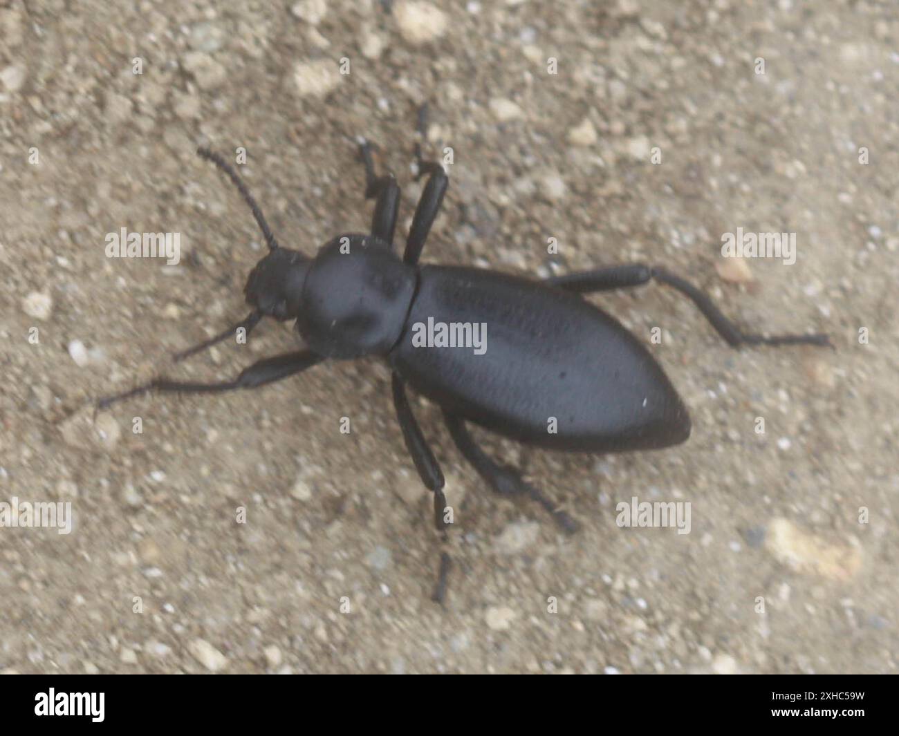 Darkling Beetles (Tenebrionidae) Princeton, California, United States ...