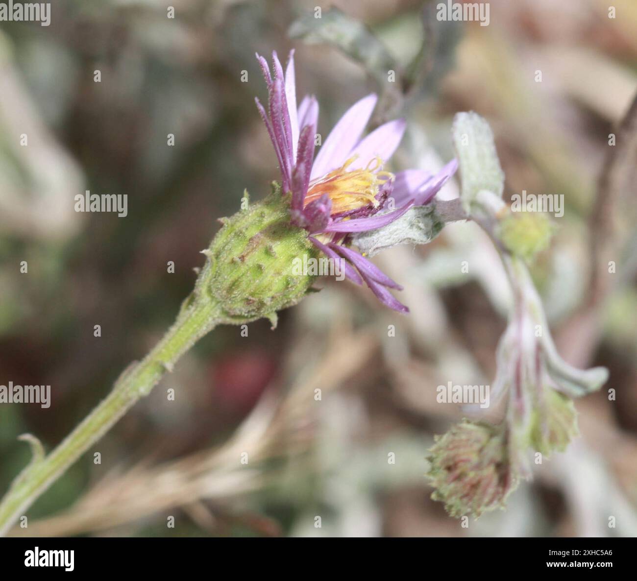 (Corethrogyne filaginifolia filaginifolia) Point Reyes Stock Photo - Alamy