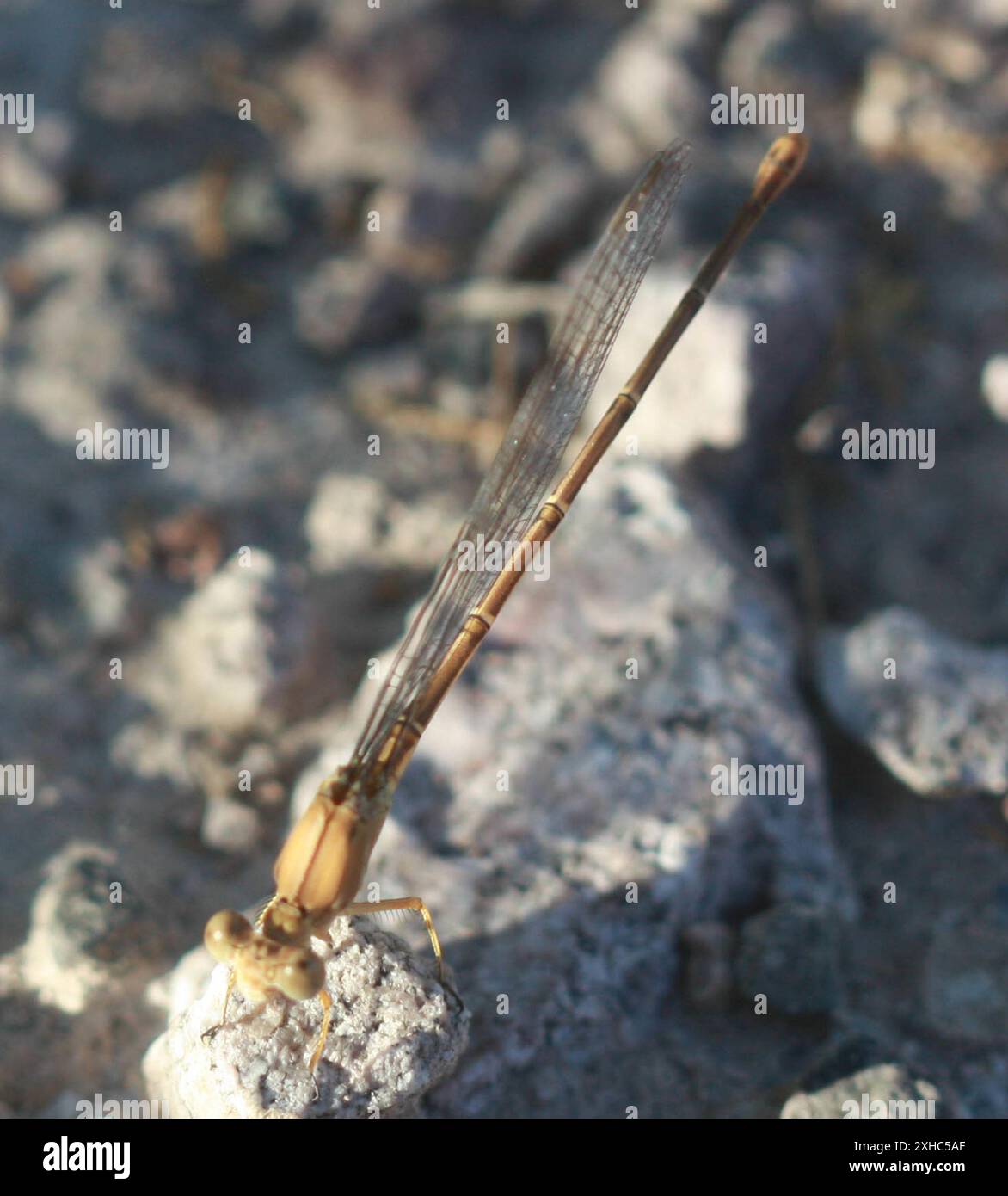 Powdered Dancer (Argia moesta) Henderson, Nevada, United States Stock ...