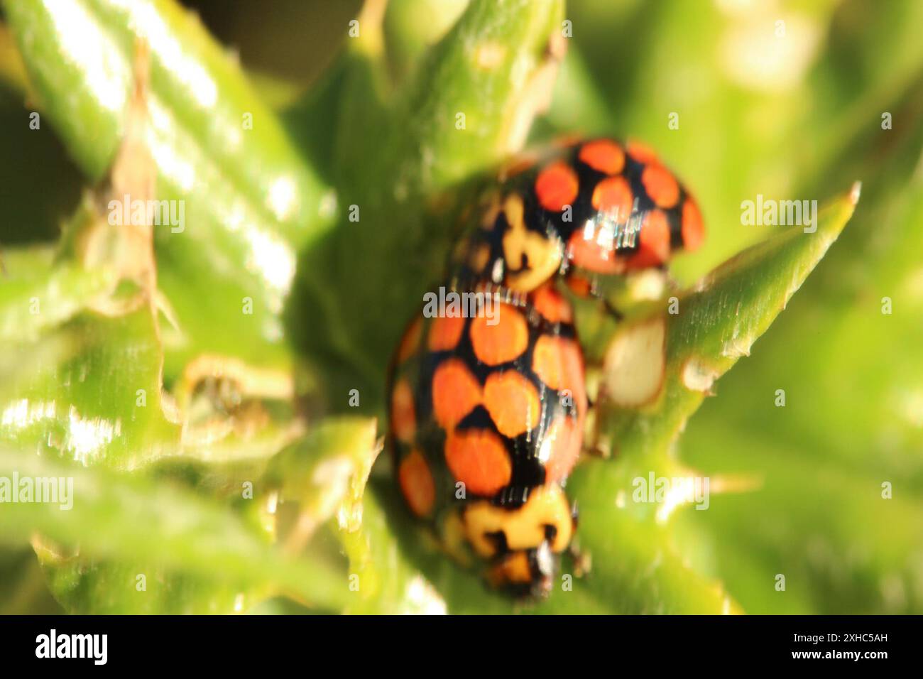 Lunate Lady Beetle (Cheilomenes lunata) 42, Sunbird Cres: On shrubs ...