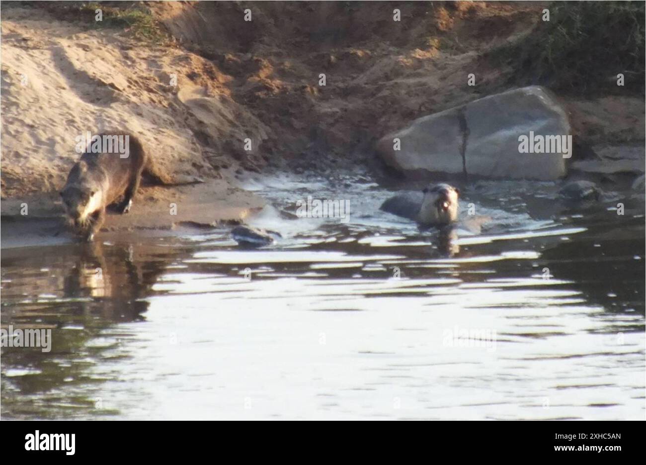 Cape Clawless Otter (Aonyx capensis capensis) S25, Kruger National Park ...