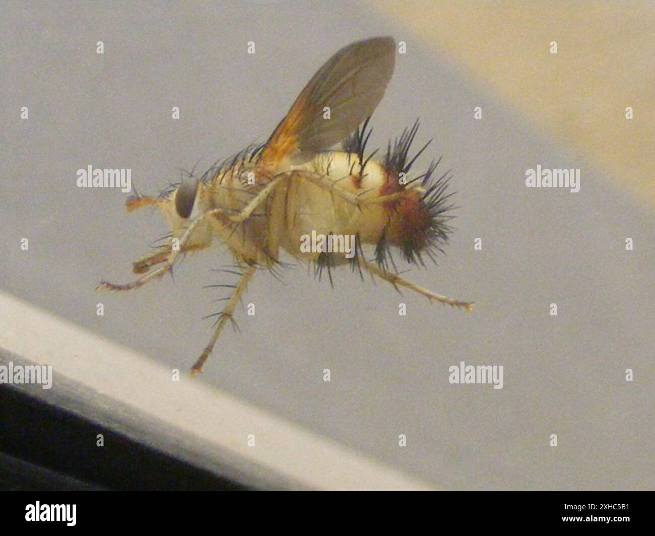 Bloated Hedgehog Fly (Dejeania bombylans) Jakkalsbessie, Malelane ...