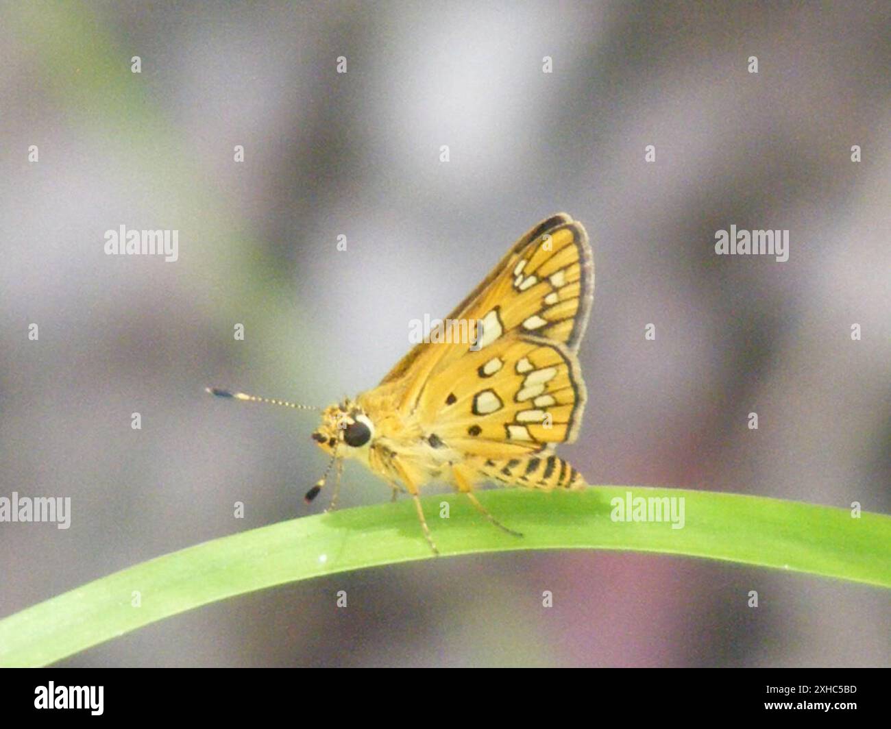 Pale Ranger (Dotta callicles) EN1, Inhassoro: Miombo savanna Stock ...