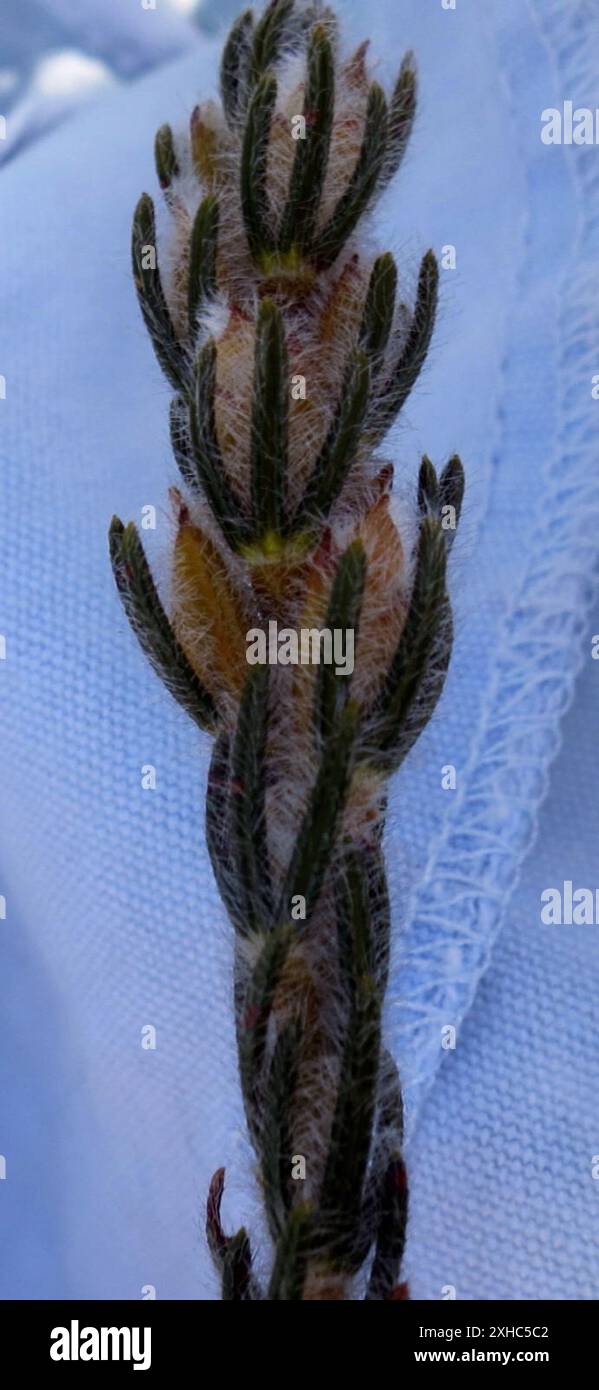 Foxy Honeybush (Cyclopia alopecuroides) Western Cape, ZA Stock Photo ...