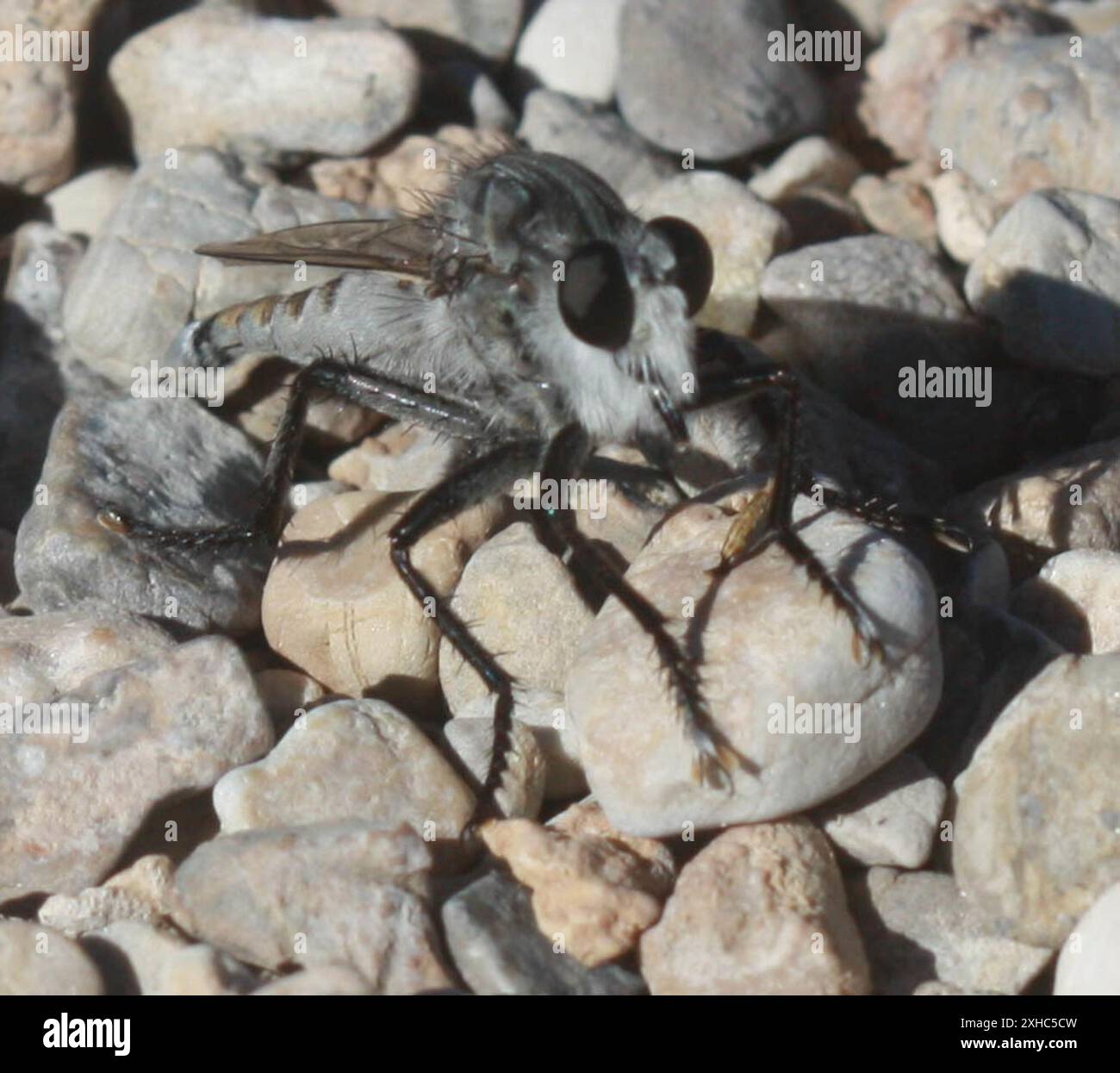 Giant Robber Flies (Promachus) Grand loop trail Stock Photo - Alamy