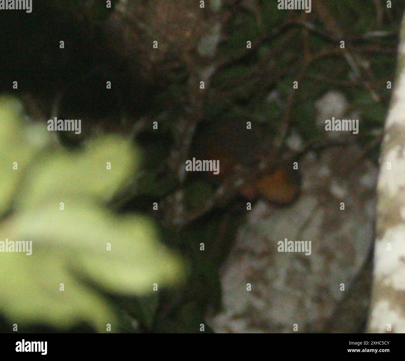 Black-headed Night Monkey (Aotus nigriceps) Tambopata, PE-MD, PE Stock ...