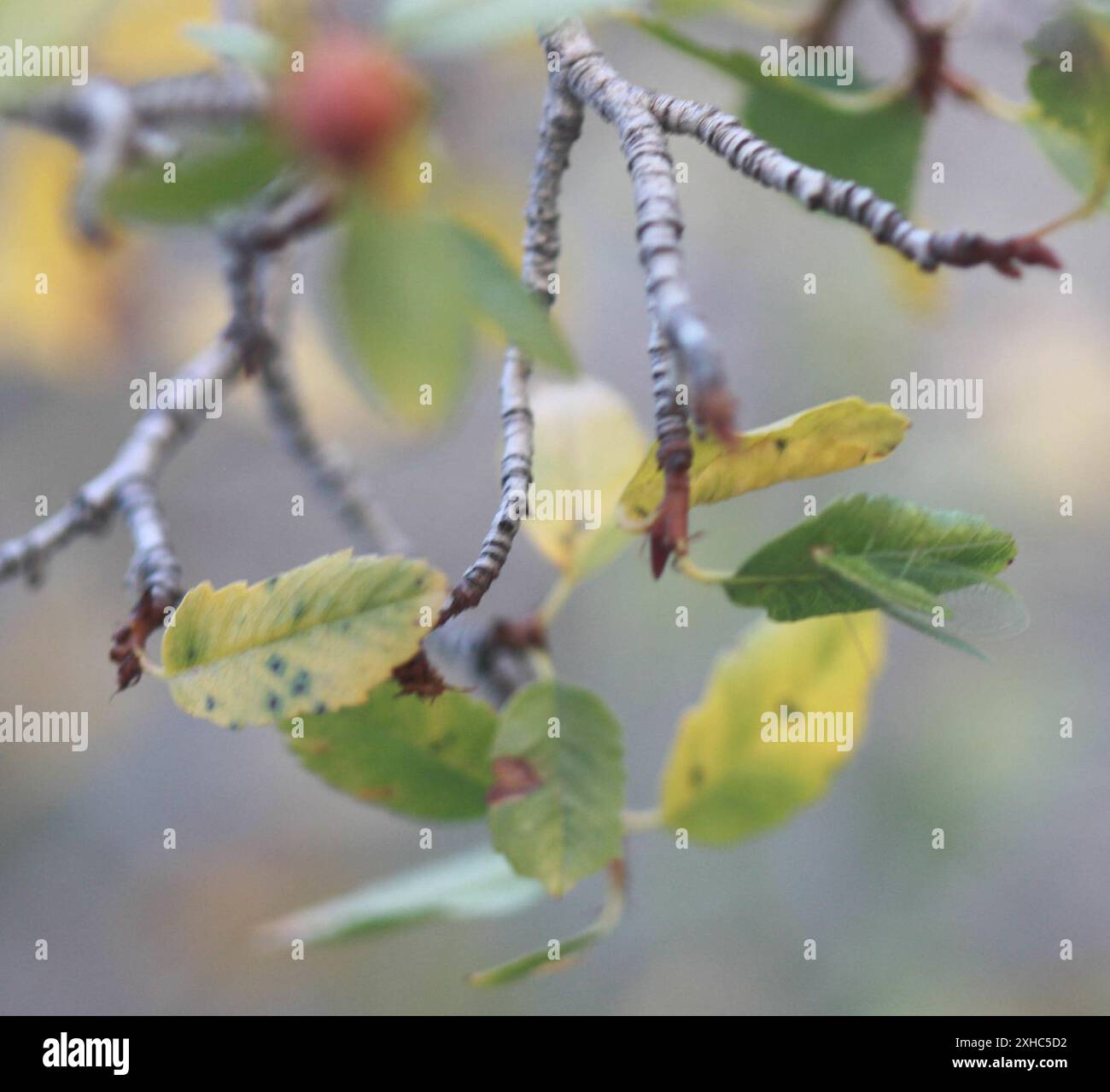 Utah Serviceberry (Amelanchier utahensis) ice box canyon trail Stock ...