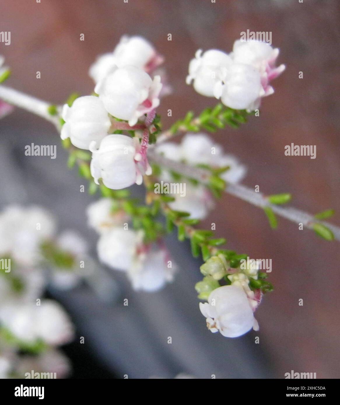 Stunning Heath (Erica formosa) N2, South Cape DC Stock Photo - Alamy