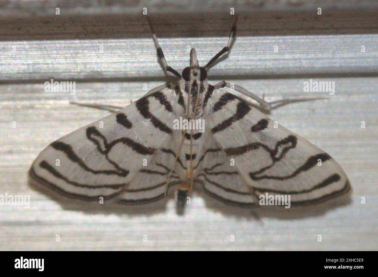 Conchylodes ovulalis hi-res stock photography and images - Alamy
