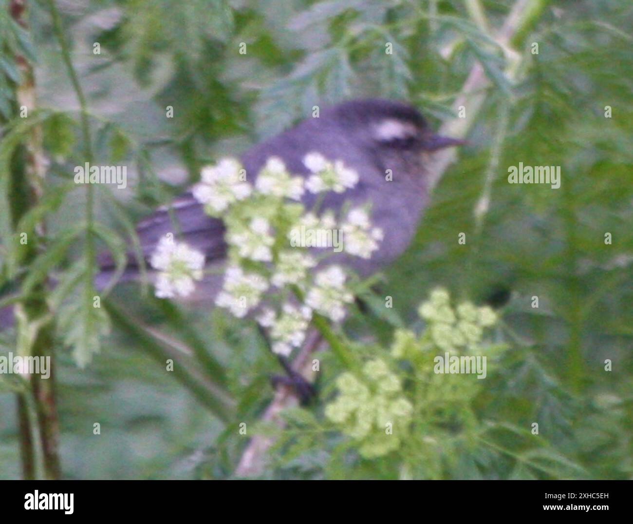 Conebill cinereous hi-res stock photography and images - Alamy