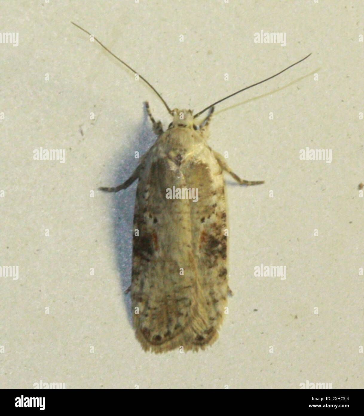 Poison hemlock moth (Agonopterix alstroemeriana) Healdsburg, CA Stock ...