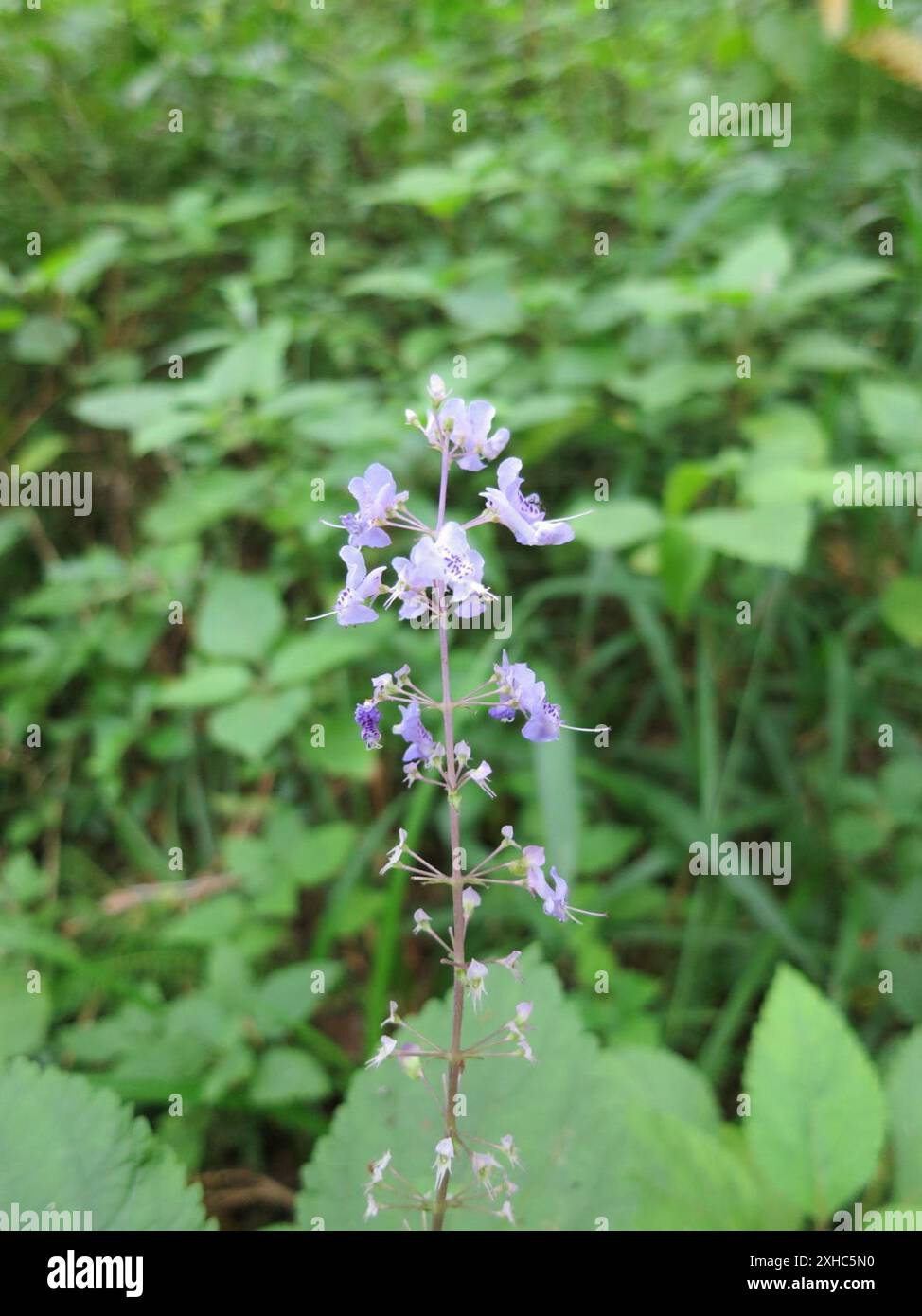 pink fly bush (Plectranthus fruticosus) Strawberry Hill Fern Trail at ...