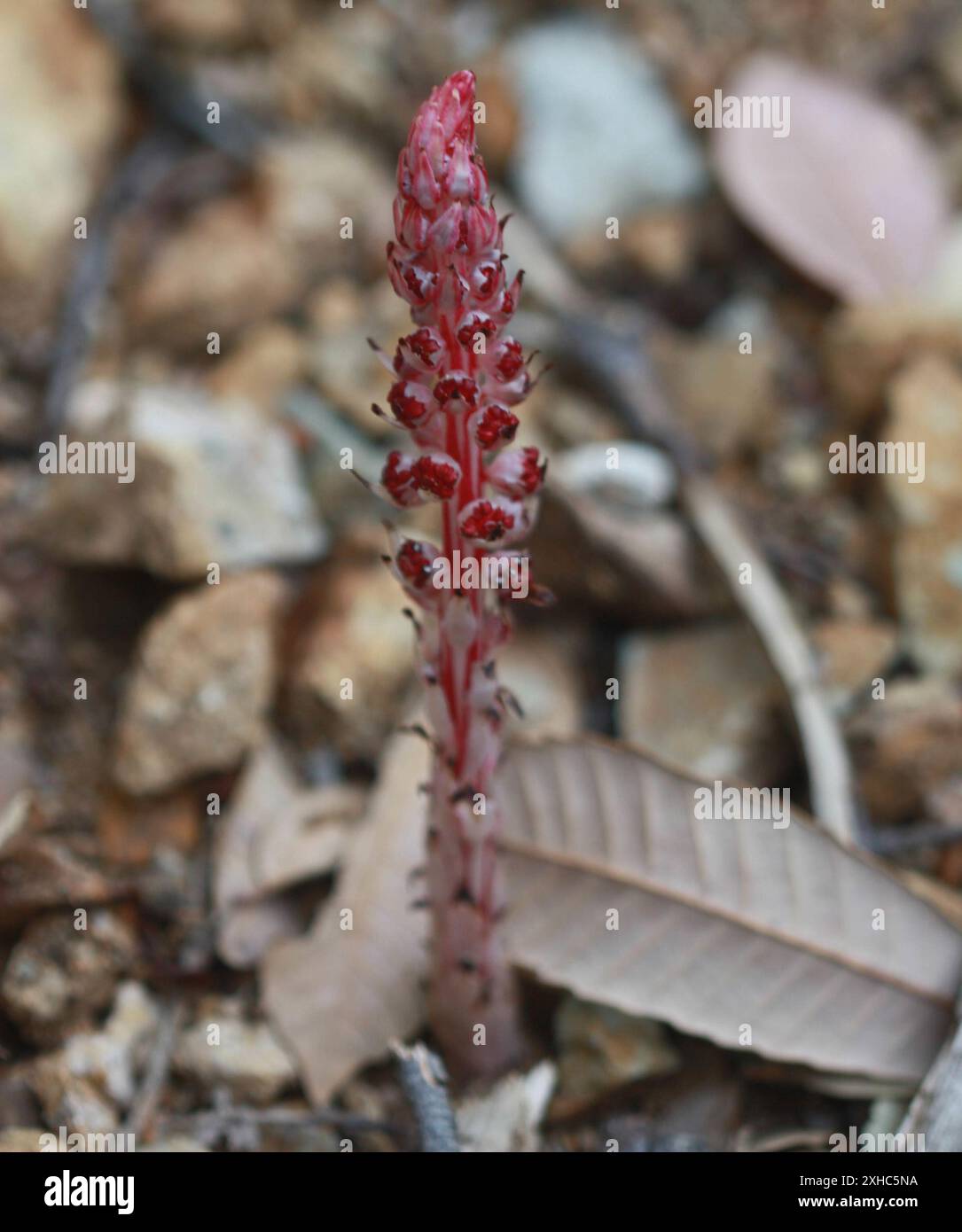 sugarstick (Allotropa virgata) California, United States Stock Photo ...