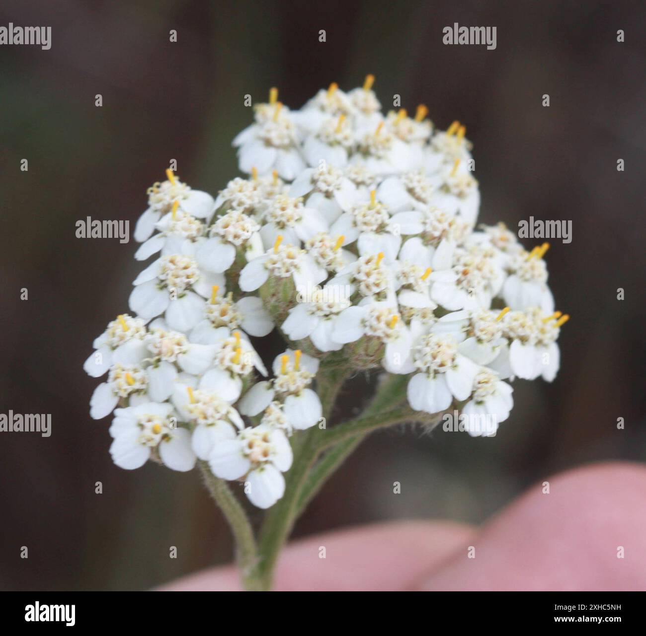 common yarrow (Achillea millefolium) Redwood City, California, United ...
