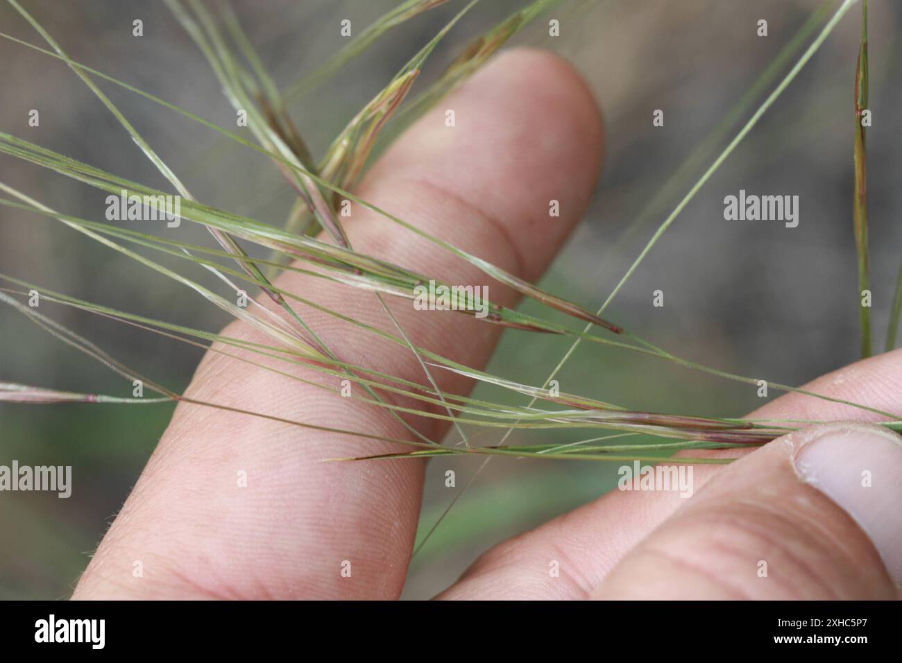 purple needlegrass (Nassella pulchra) Calistoga, California, United ...