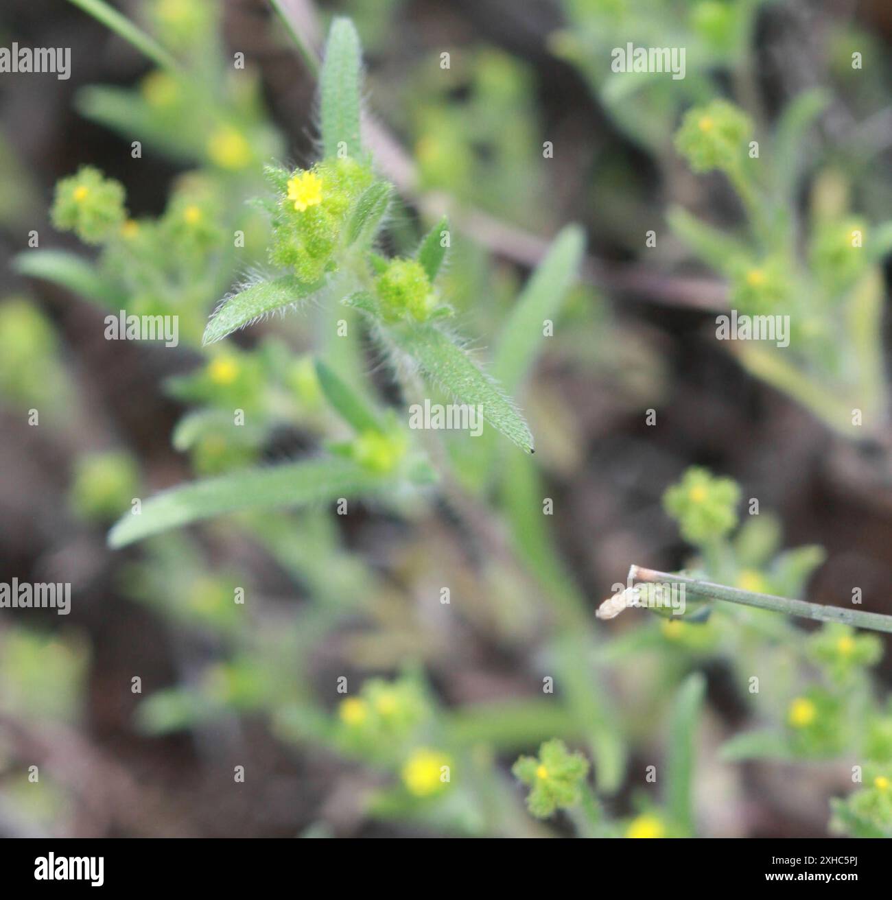small tarweed (Madia exigua) San Carlos, California, United States ...
