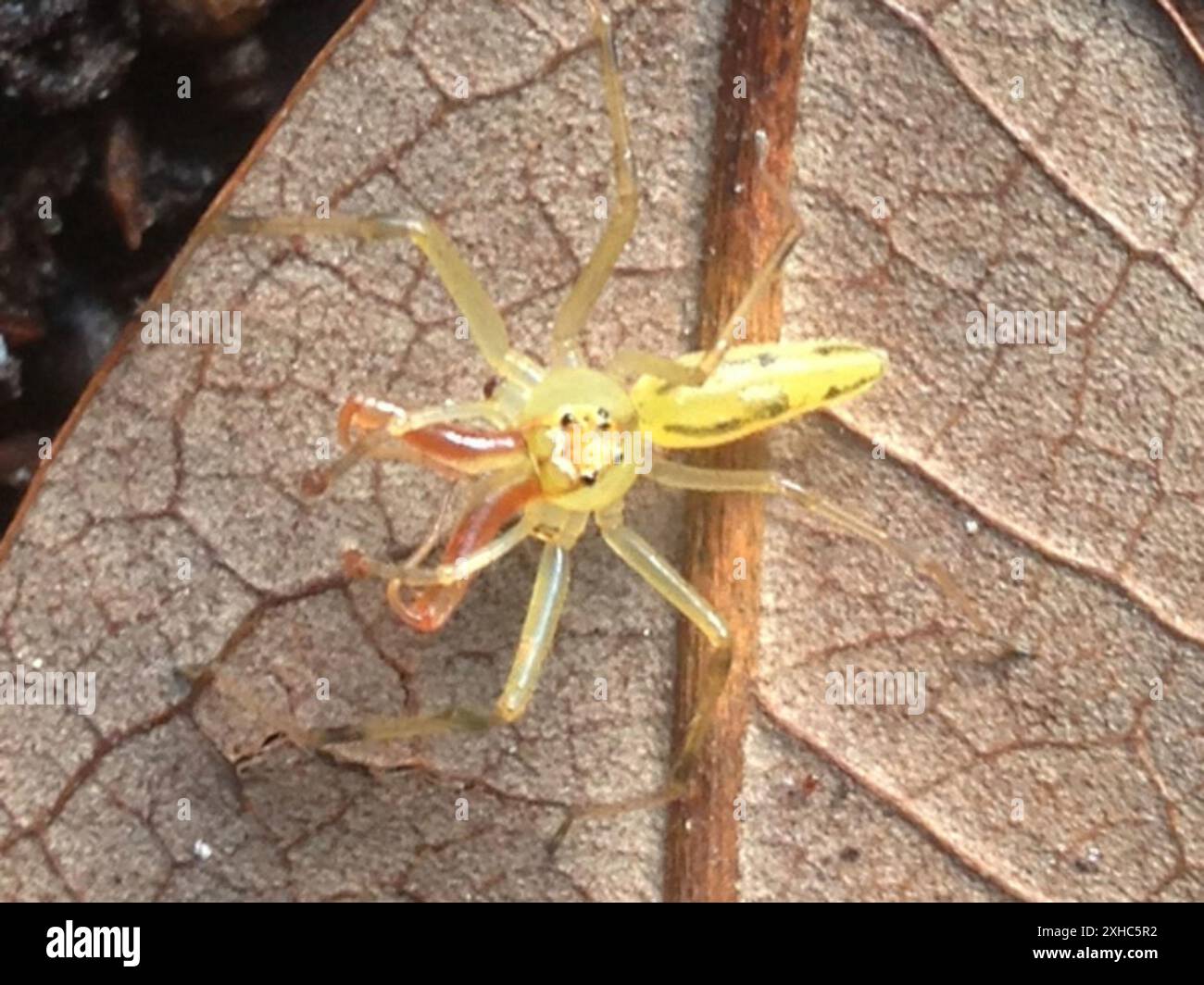 Magnolia Green Jumping Spider (Lyssomanes viridis) Audobon Zoo, New ...