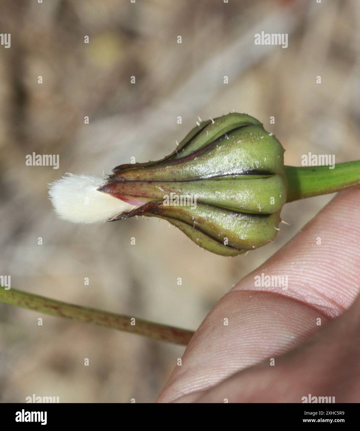 False Hawkbit (Urospermum picroides) Daly City, California, United ...