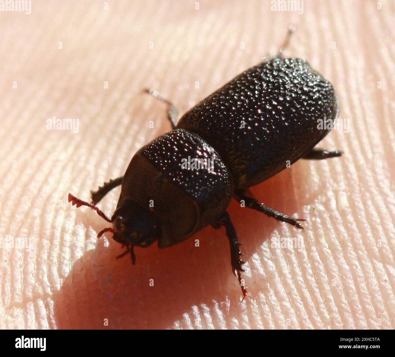 Rugose Stag Beetle (Sinodendron rugosum) Lake Lagunitas Stock Photo - Alamy