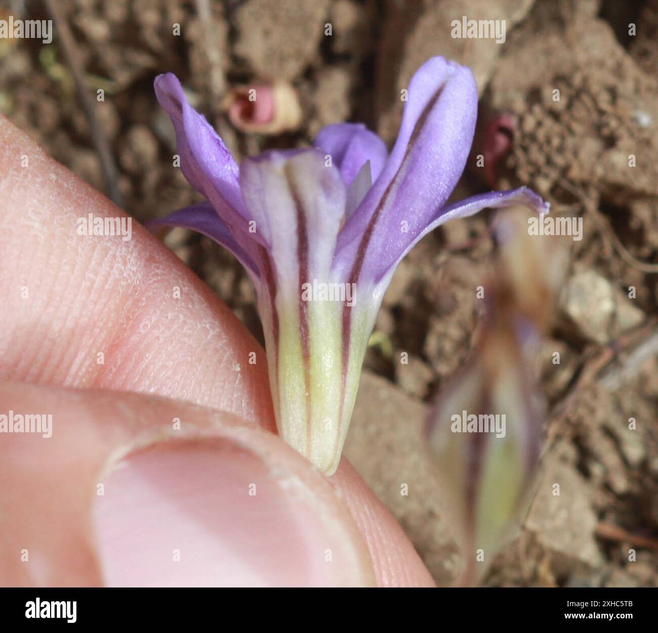 Dwarf Brodiaea (Brodiaea terrestris) Redwood City, California, United ...