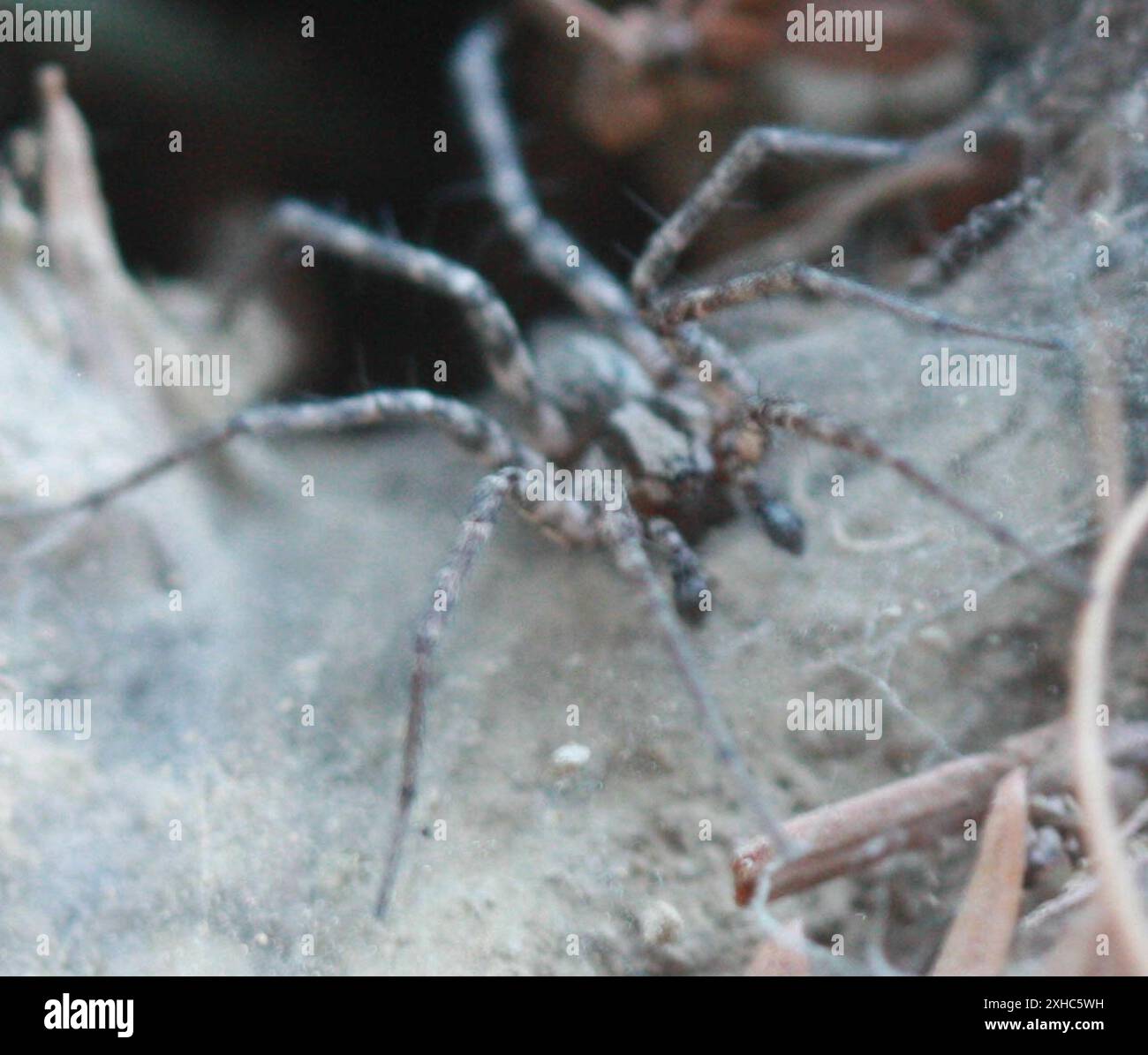 Typical Funnel Weavers (Ageleninae) Phoenix lake, Marin Stock Photo - Alamy