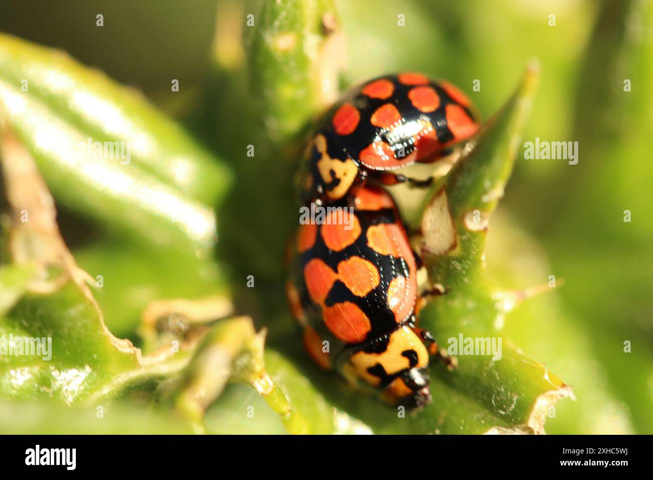 Lunate Lady Beetle (Cheilomenes lunata) 42, Sunbird Cres: On shrubs ...
