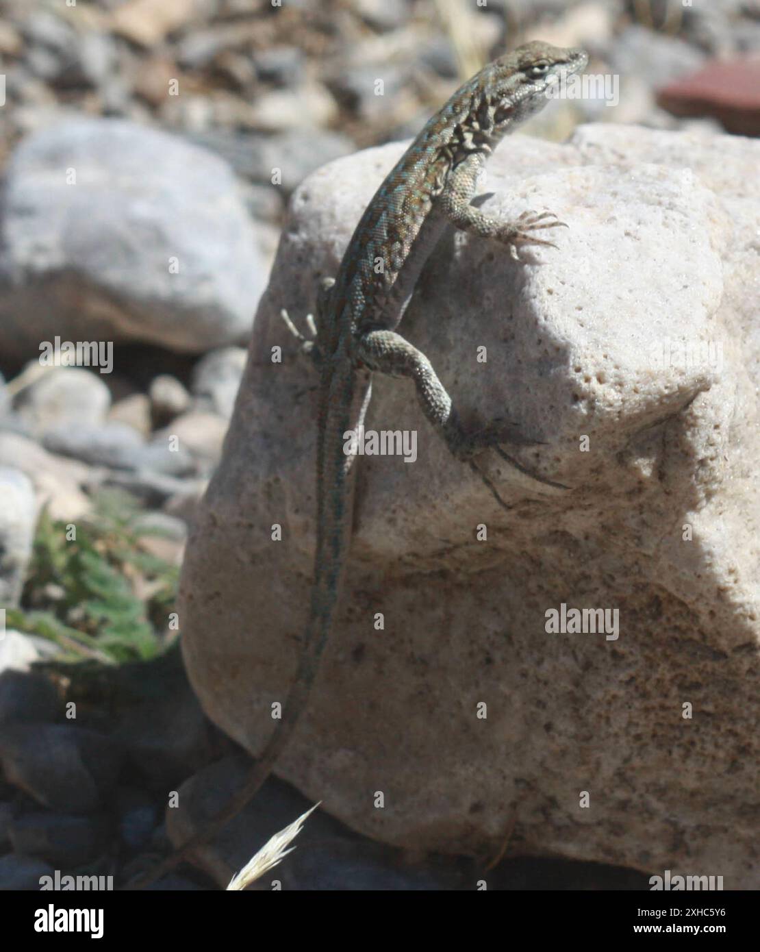 Common Side-blotched Lizard (Uta stansburiana) Red Rock Canyon visitor ...