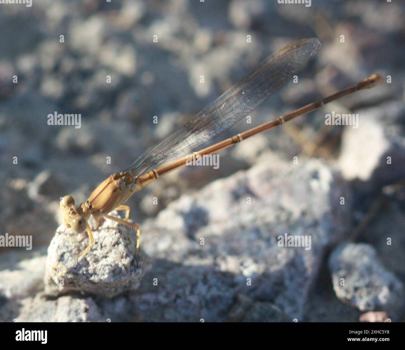 Powdered Dancer (Argia moesta) Henderson, Nevada, United States Stock ...