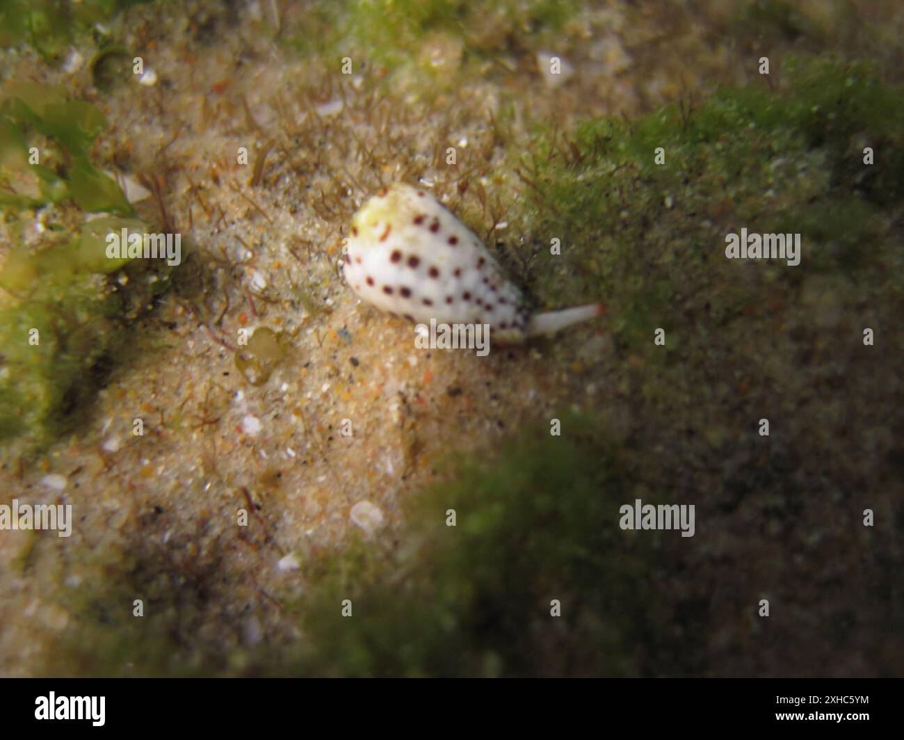 South African Music Cone (Conus parvatus) Lighthouse - Island Rock Road ...