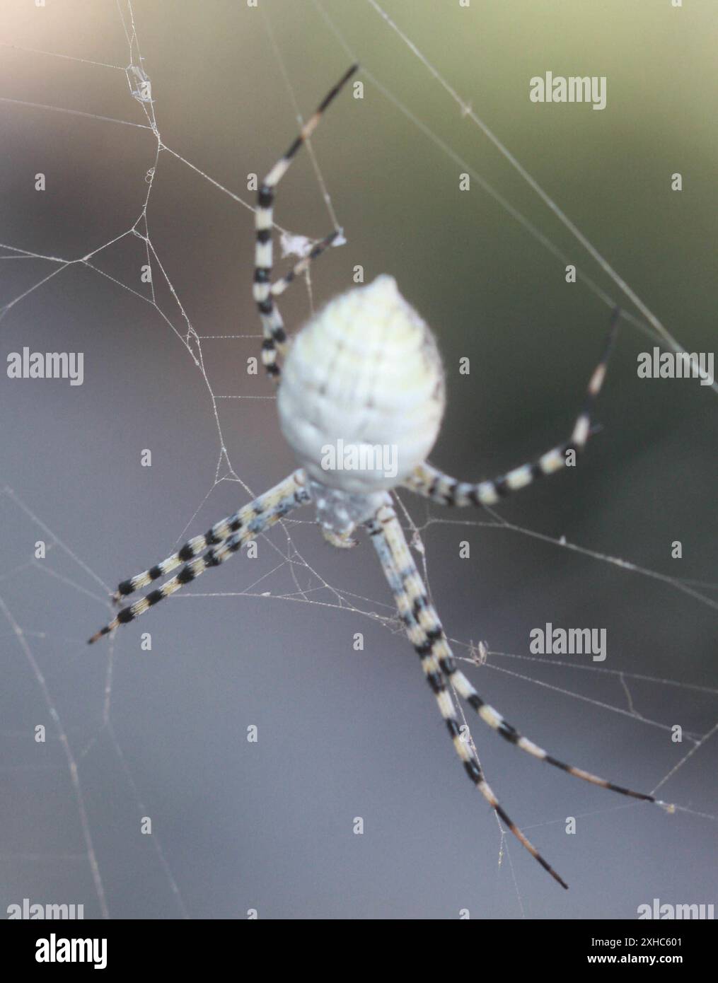 Banded Garden Spider (Argiope trifasciata) Calico trail Stock Photo - Alamy